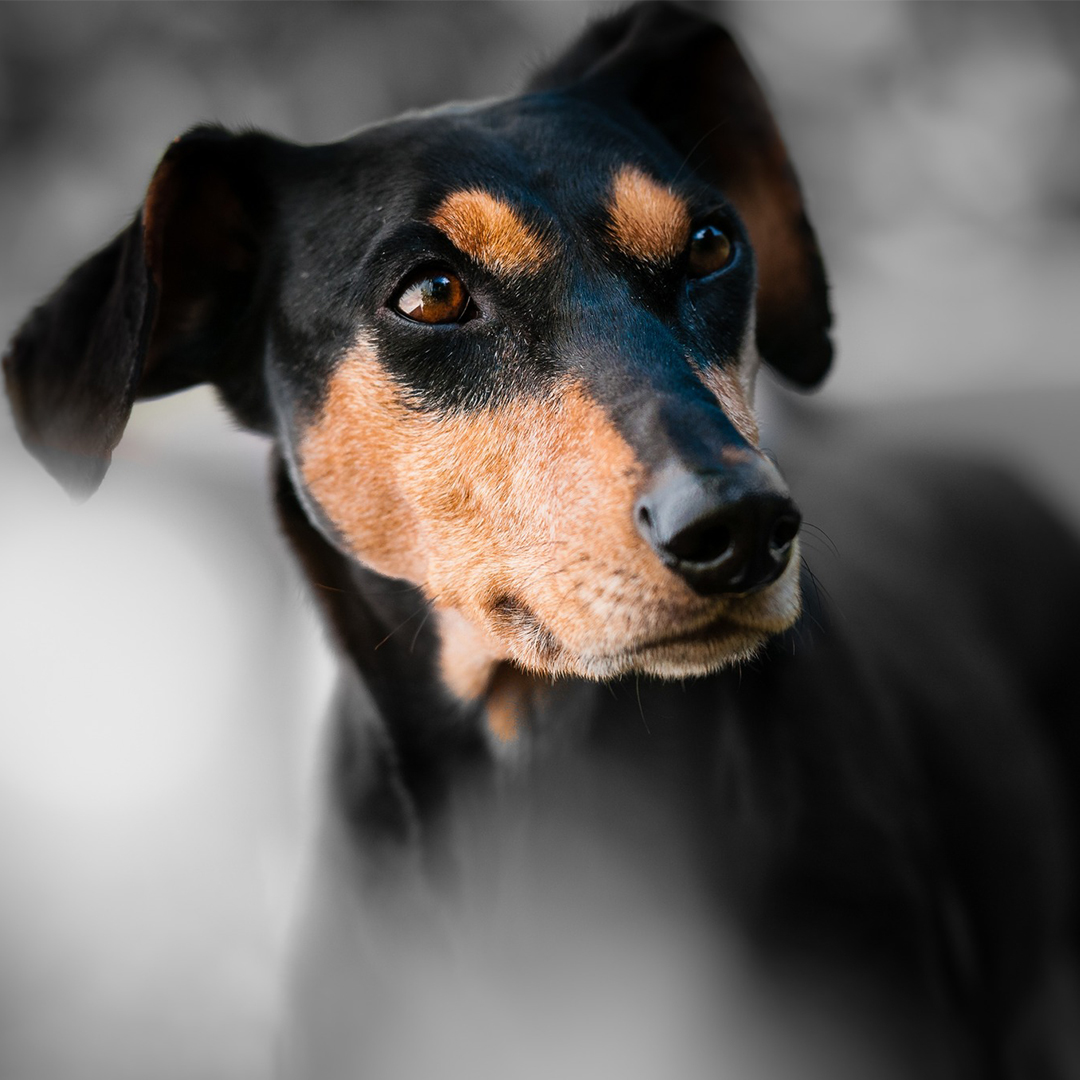 About Mendon Animal Clinic | Vet In Mendon, MA 01756